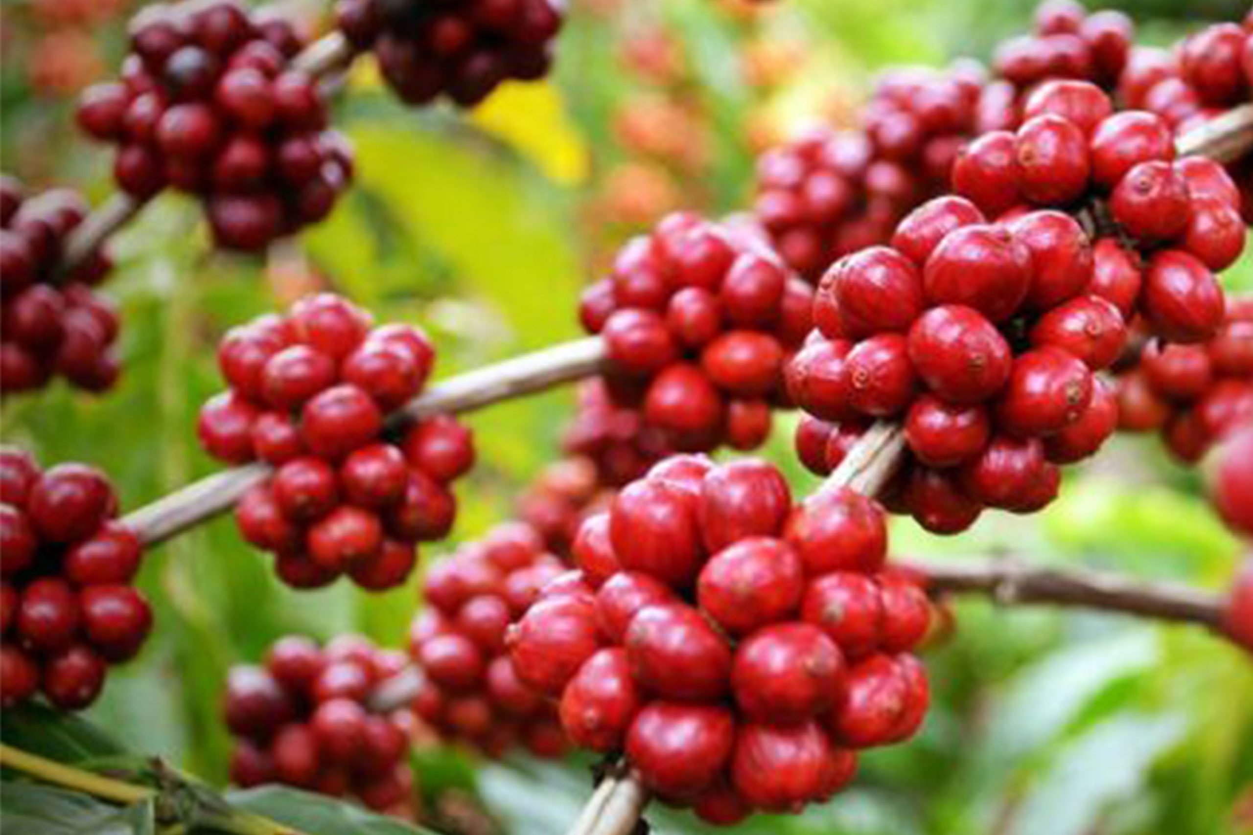 Mais de 15 mil quilos do café angolano chegam a Europa em Março ...