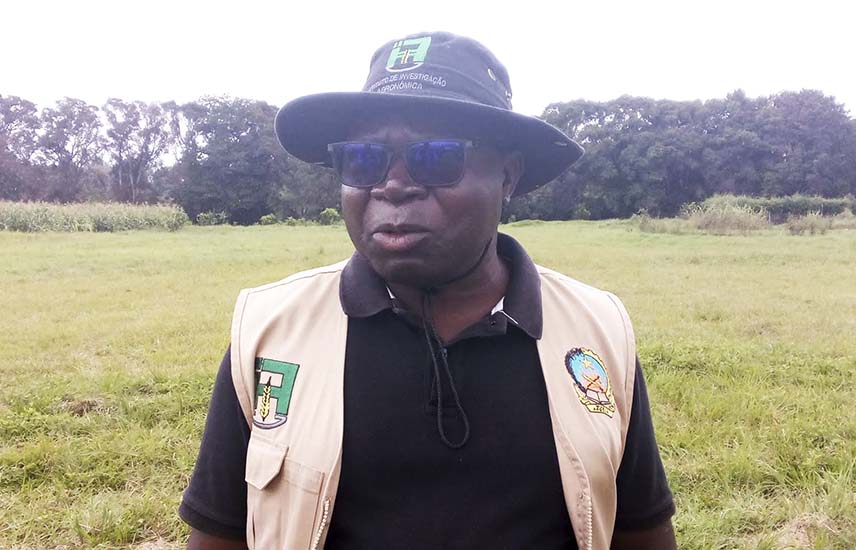 Angola entre os três maiores produtores de mandioca de África - Embassy ...