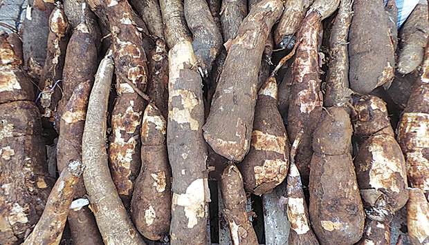 Estudo sobre industrialização da mandioca encontra-se na fase final ...